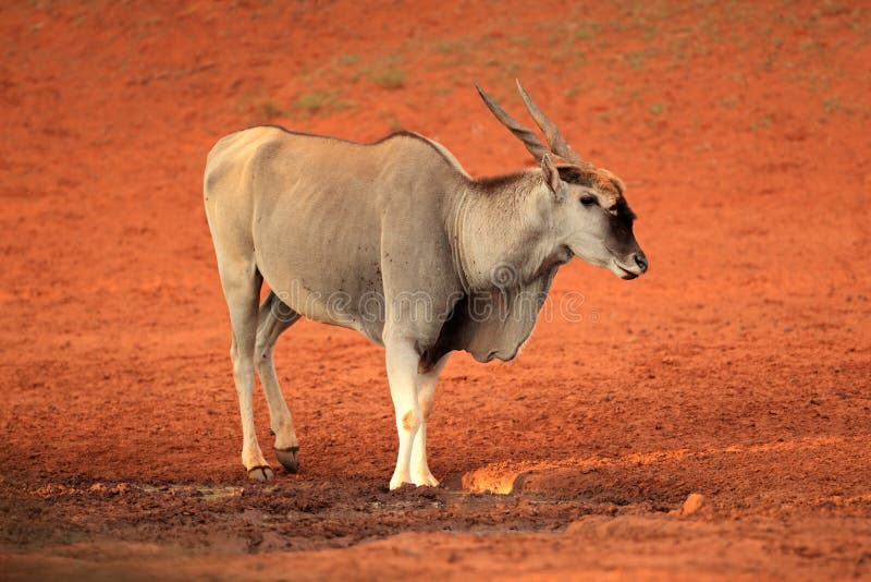 Antilope di eland fotografia stock. Immagine di antilope - 37637430