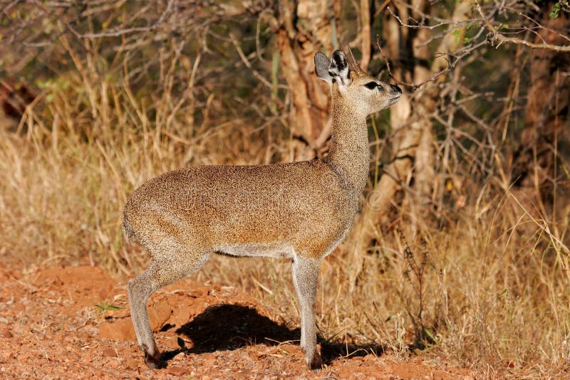 Antilope di Klipspringer immagine stock. Immagine di habitat - 54156623