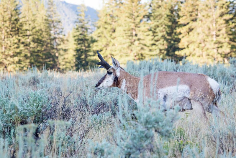 Fawn Dell'antilope Di Pronghorn Immagine Stock - Immagine di corno ... Fawn Dell'antilope Di Pronghorn Immagine Stock - Immagine di corno ...
