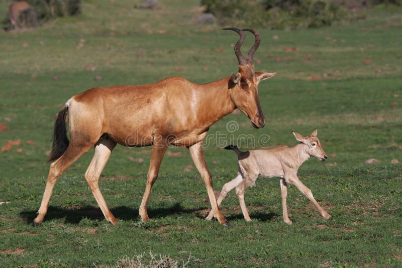 Antilope Et Maman Rouges De Hartebeest De Chéri Photo stock - Image du ...
