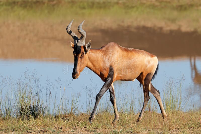Antilope Rouge De Hartebeest Photo stock - Image du extérieur, attentif ...