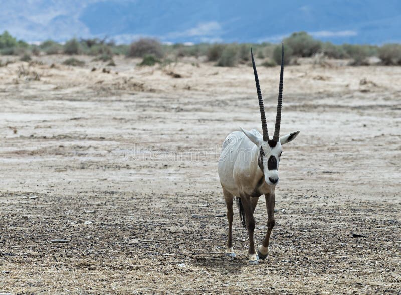 Antilope, l'oryx arabe image stock. Image du danger, tourisme - 40642903