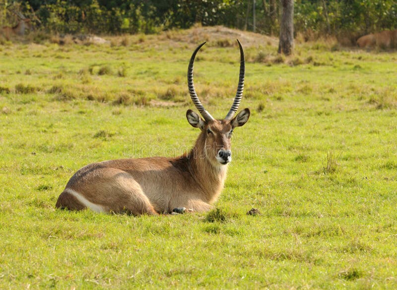 African antilope stock photo. Image of truck, namibia - 11122016