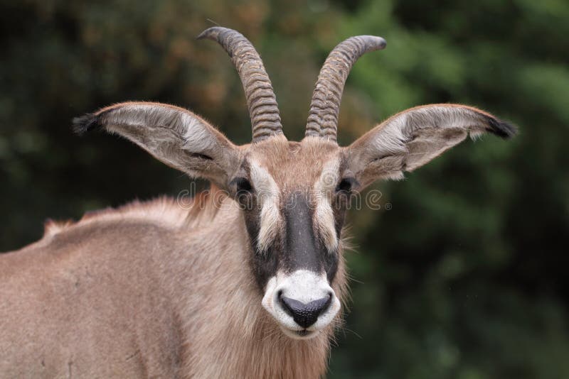 L'antilope Rouane, Equinus De Hippotragus Est Une Grande Antilope Photo ...
