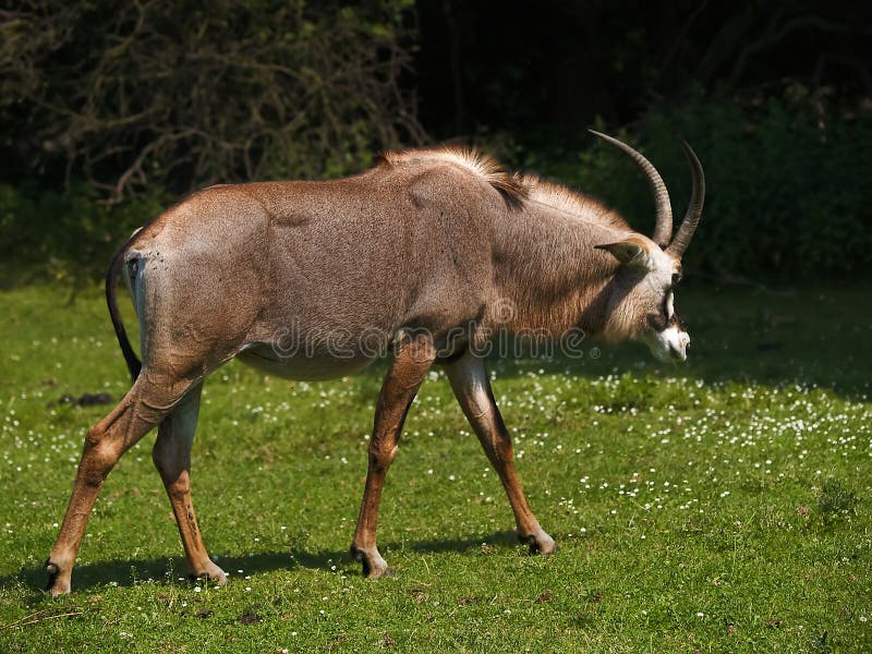 Antilope Rouane (equinus De Hippotragus) Image stock - Image du ...