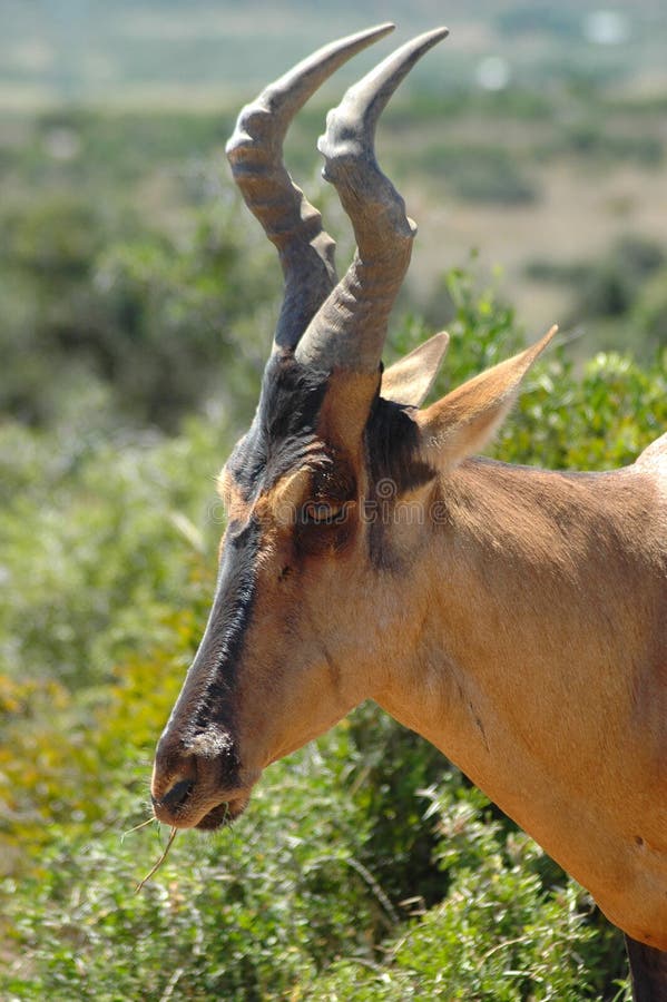 Antilope Rouge De Hartebeest Photo stock - Image du frôlez, klaxon: 1997222