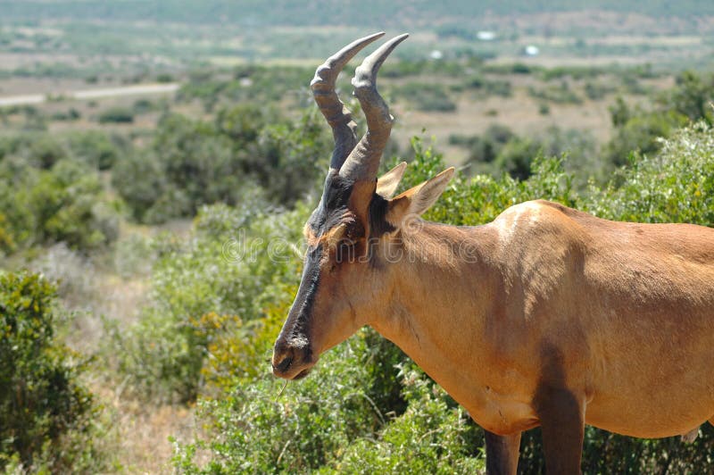 Antilope Rouge De Hartebeest Image stock - Image of animaux, type: 2157087