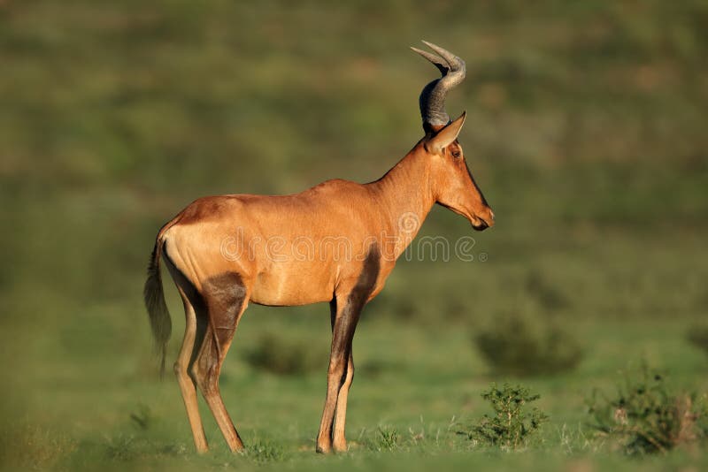 Antilope Rouge De Hartebeest Photo stock - Image du extérieur, attentif ...