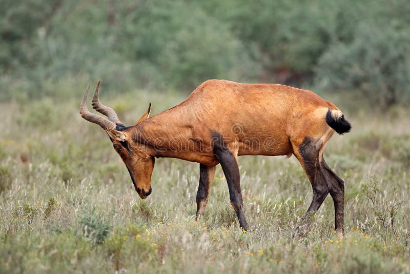 Antilope Rouge De Hartebeest Image stock - Image du animaux, type: 2157087