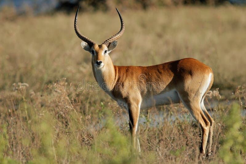 Antilope rouge de lechwe image stock. Image du afrique - 18408459