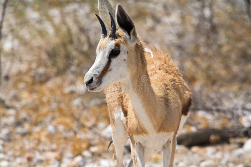 Antilope Saltante Nel Deserto Immagine Stock - Immagine di springbuck ...