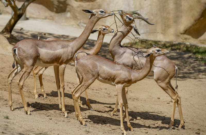 Babys von Antilope Oryx stockfoto. Bild von tier, gefährdet - 37390642