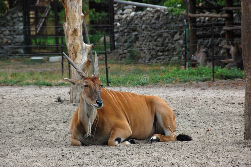 Stor Gemensam Eland Eller Antilop Arkivfoto - Bild av däggdjur, eland ...
