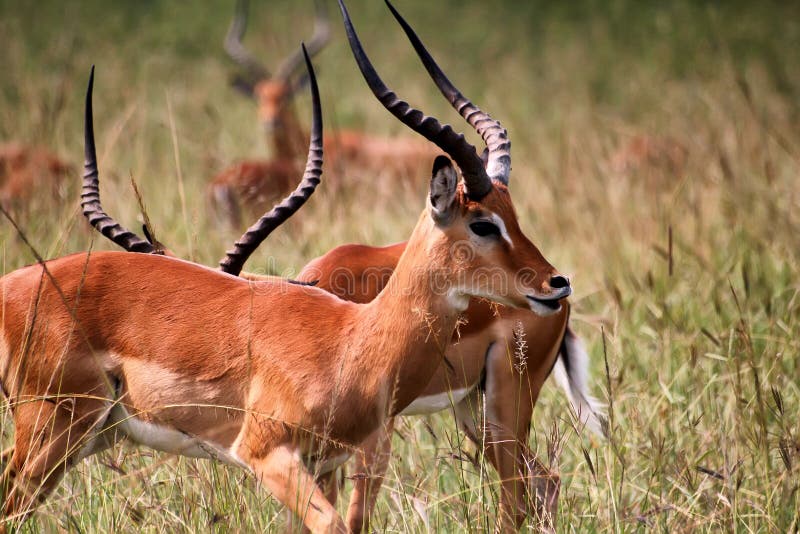 Antilopen stock foto. Image of zoogdier, groen, safari - 23689894