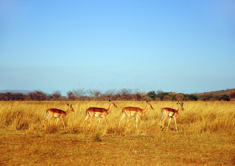 Antilopen stockfoto. Bild von hupe, gehen, safari, vier - 28619456