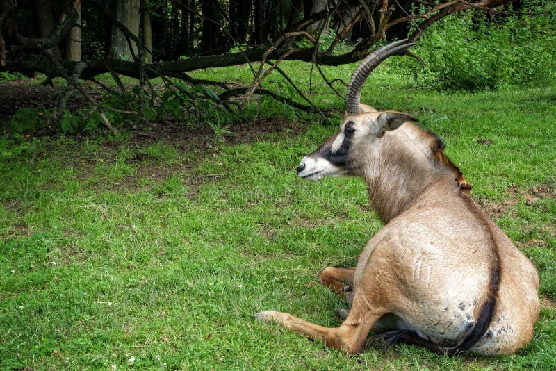 Antilopen stockfoto. Bild von fauna, säugetier, eingebürgert - 84036854