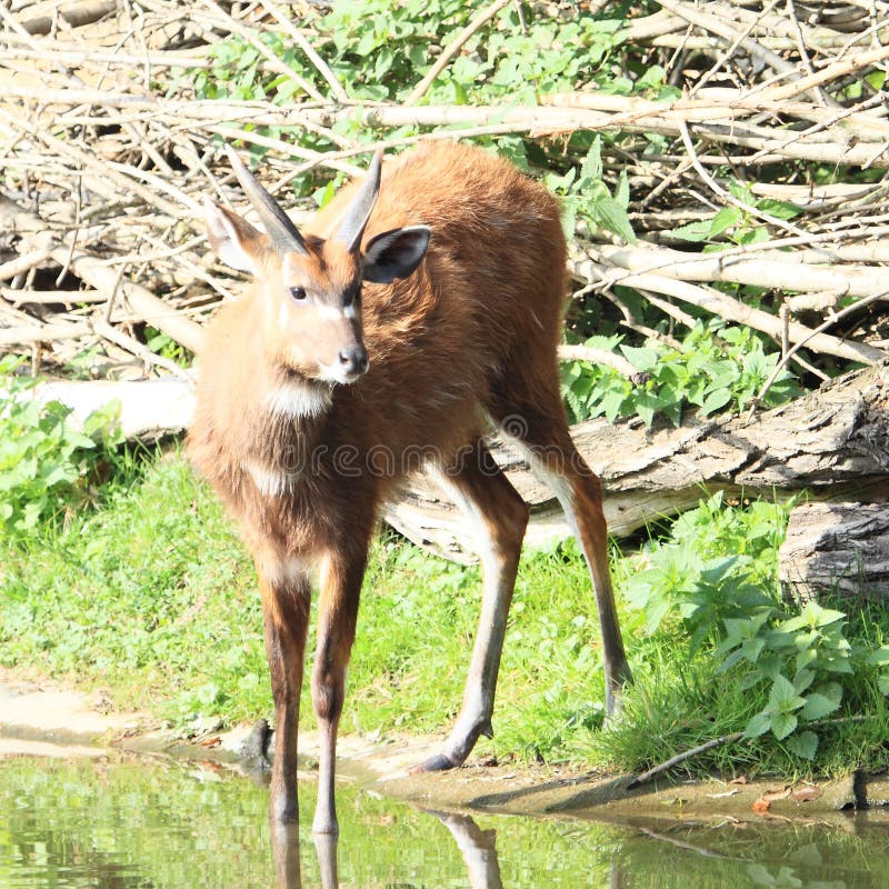 345 Rote Lechwe Antilopen Fotos - Kostenlose und Royalty-Free Stock ...