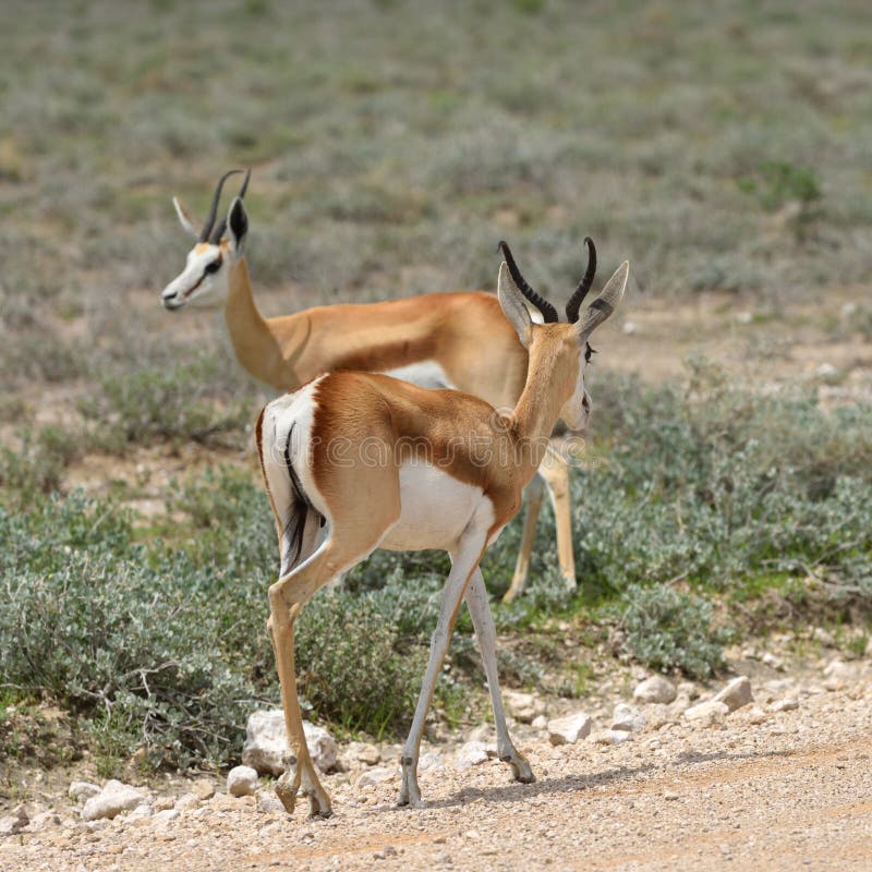 Springbock Im Etosha Nationalpark 4 Stockfoto - Bild von gras ...