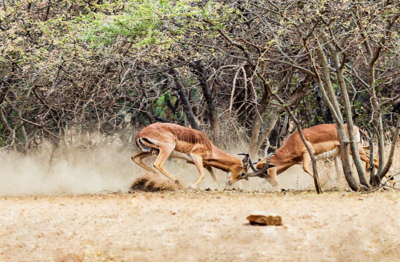 Antilopes fighting stock image. Image of herbivore, cute - 174797207