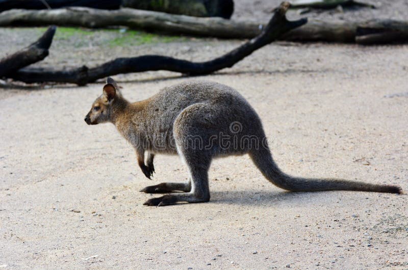 Antilopine kangaroo stock photo. Image of single, daytime - 40259238