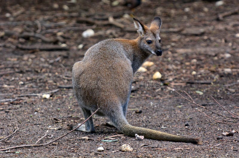 Macropus Antilopinus Stock Photos - Free & Royalty-Free Stock Photos ...