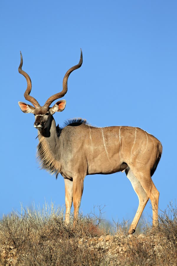 Kudu mindre arkivfoto. Bild av vuxen, varnad, livstid - 16608710