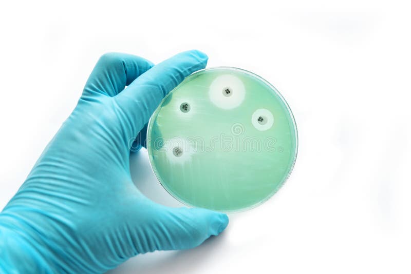 Antimicrobial Susceptibility Test Stock Image - Image of colony ...