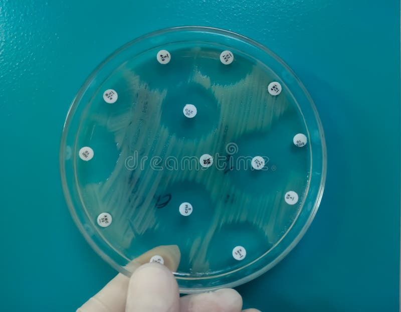 Antimicrobial Susceptibility Testing in Culture Plate. Drug Sensitivity ...