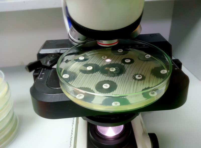 Antimicrobial Susceptibility Testing in Culture Plate. Drug Sensitivity ...