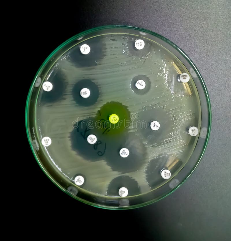 Antimicrobial Susceptibility Testing in Culture Plate. Drug Sensitivity ...