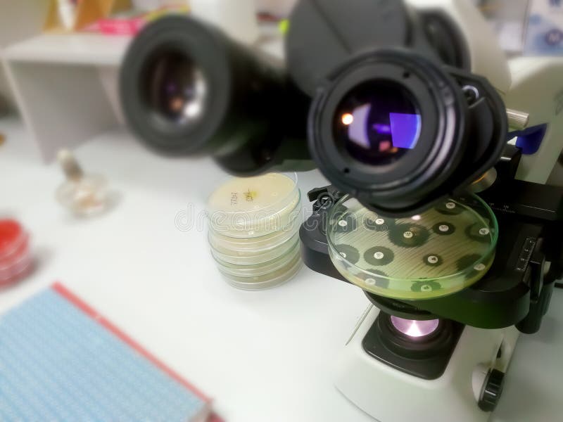 Antimicrobial Susceptibility Testing in Petri Dish. Stock Photo - Image ...