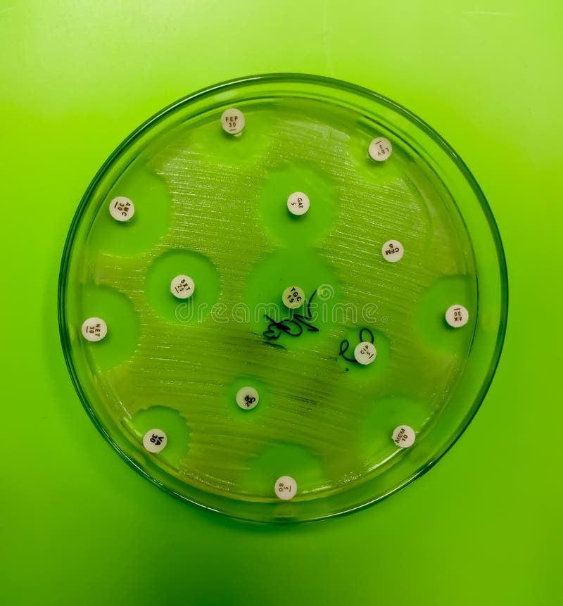 Antimicrobial Susceptibility Testing in Petri Dish. Stock Photo - Image ...
