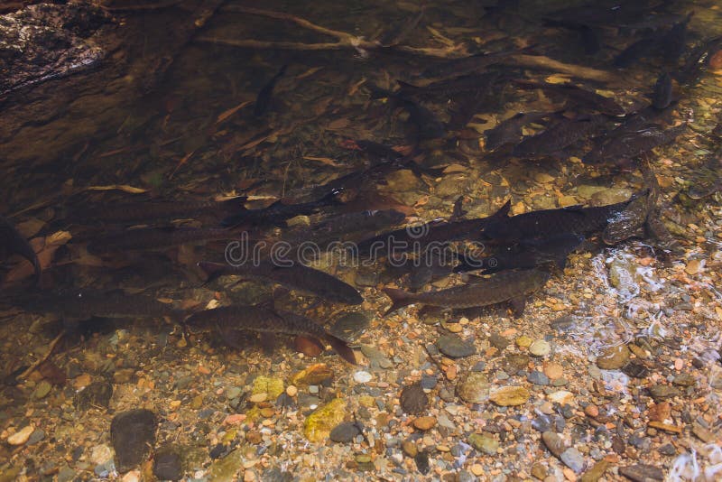 Antimony Fish Fish are Nibbling in Waterfall. Stock Image - Image of ...