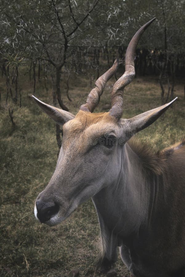 Antiope Portrait in the Forest Stock Photo - Image of antiope, animals ...