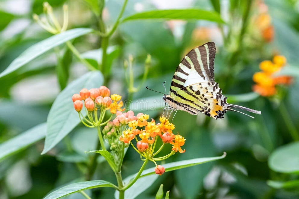 Antiphates De Swordtail Pathysa De La Cinco-barra Foto de archivo ...