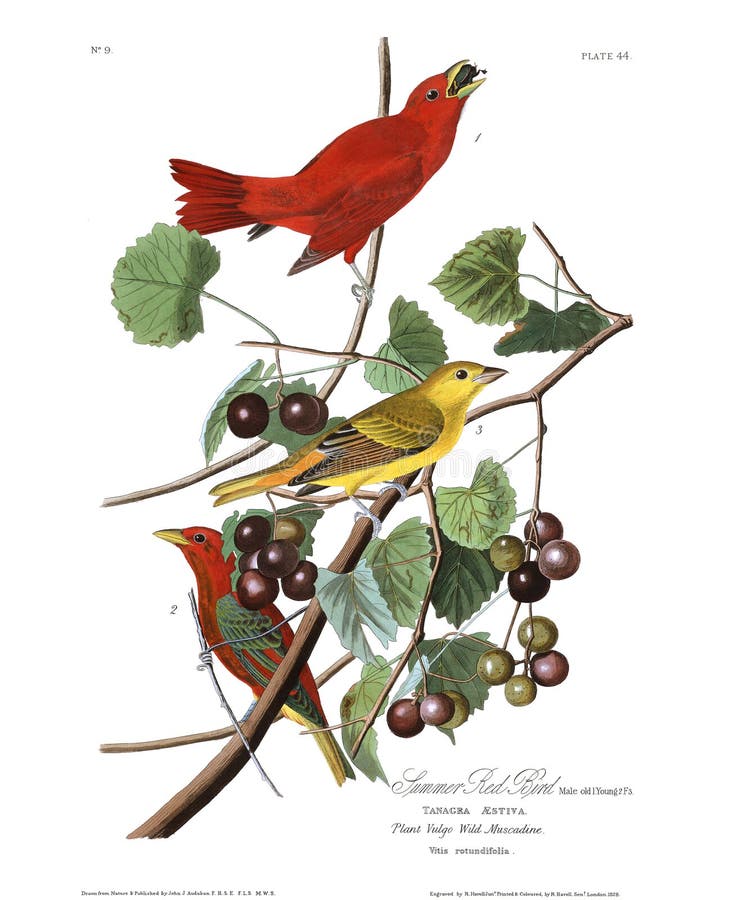 Antique Bird Illustration. Summer Red Bird. Stock Image - Image of ...