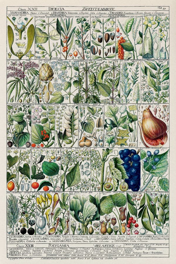 Antique Botanical Chart Illustration. Circa 1795 Editorial Image ...