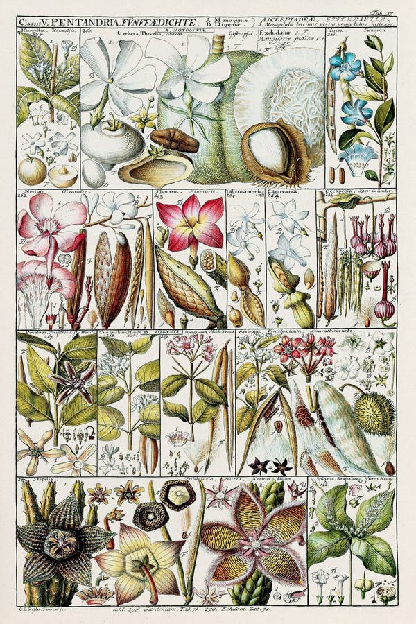 Antique Botanical Chart Illustration. Circa 1795 Editorial Stock Photo ...