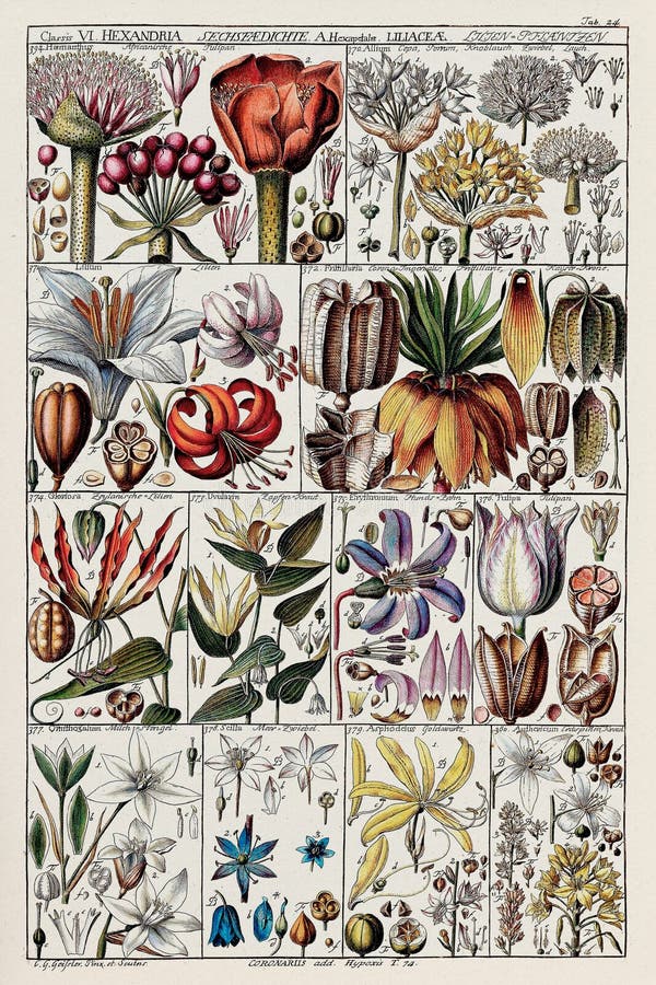 Antique Botanical Chart Illustration. Circa 1795 Stock Illustration ...