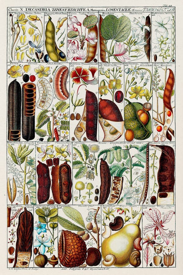 Linnaean Stock Illustrations – 26 Linnaean Stock Illustrations, Vectors ...