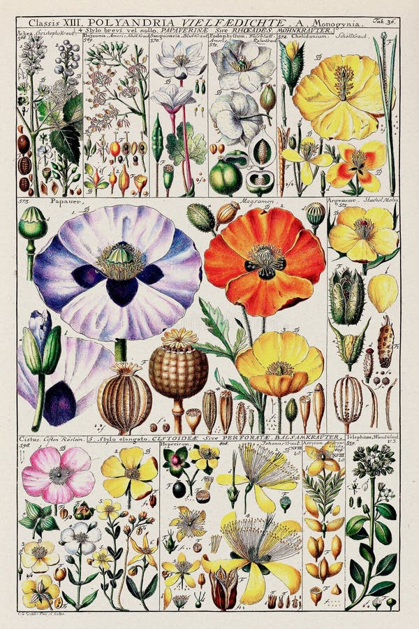 Antique Botanical Chart Illustration. Circa 1795 Stock Illustration ...