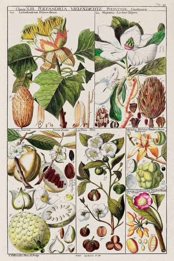 Antique Botanical Chart Illustration. Circa 1795 Stock Illustration ...