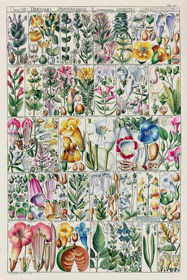 Antique Botanical Chart Illustration. Circa 1795 Stock Photo - Image of ...