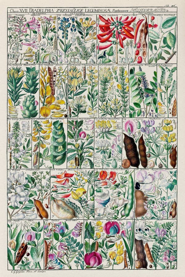 Antique Botanical Chart Illustration. Circa 1795 Stock Photo - Image of ...