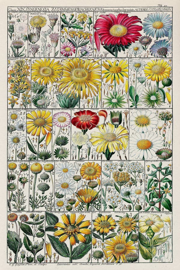 Antique Botanical Chart Illustration. Circa 1795 Stock Photo - Image of ...