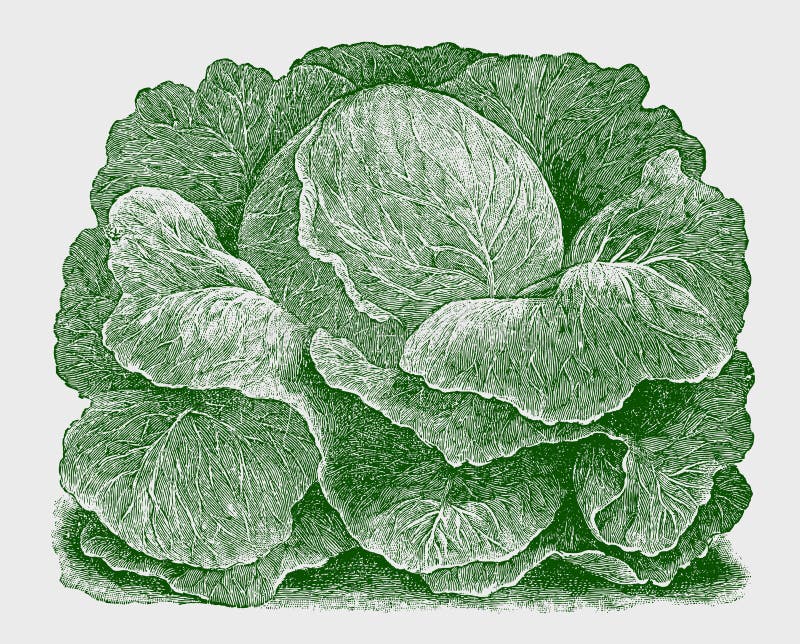 Fresh Early Round Head Cabbage Variety Stock Vector - Illustration of ...