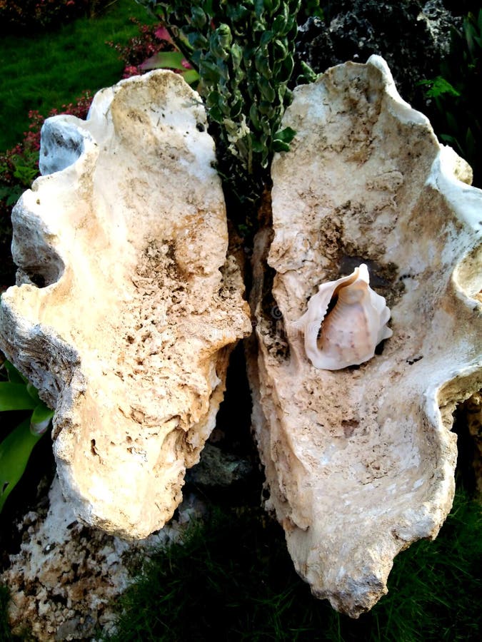 Antique Empty Shells of Philippine Giant Stock Photo - Image of marine ...