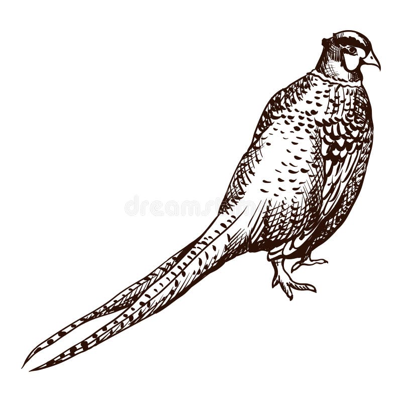 Pheasant Illustration, Drawing, Engraving, Ink, Line Art, Vector Stock ...