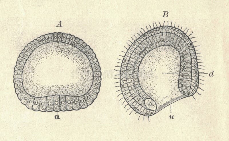 Antique Illustration of the Lancelet Evolution. Vintage Illustration of ...