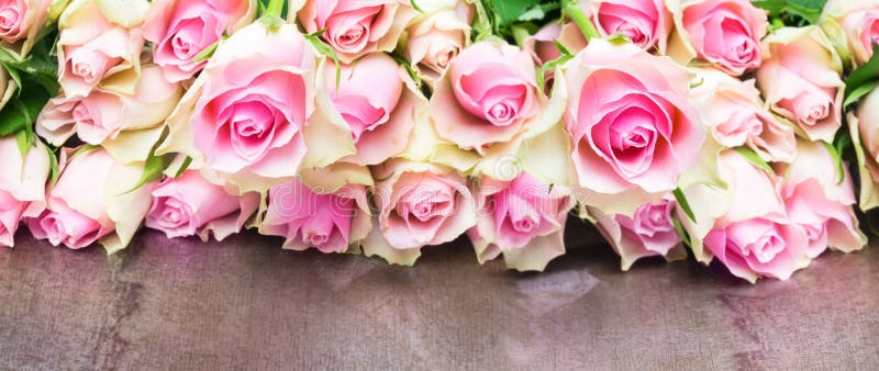 Antique pink roses, Banner stock photo. Image of banner - 65601264